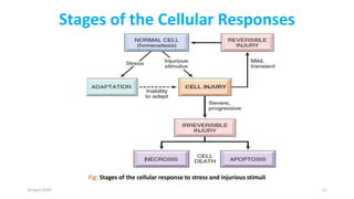 Cellular injury and adaptation | PPTX