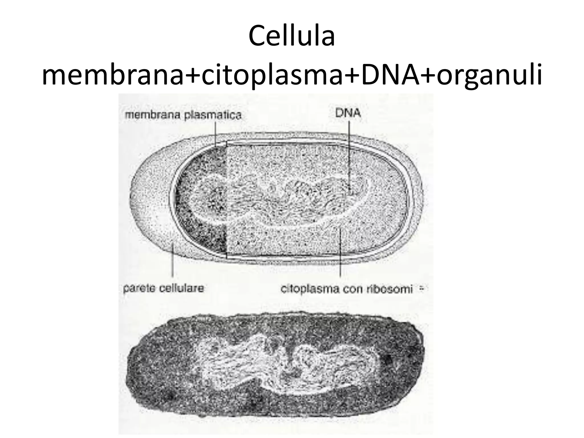 Cellula ripasso | PPTX