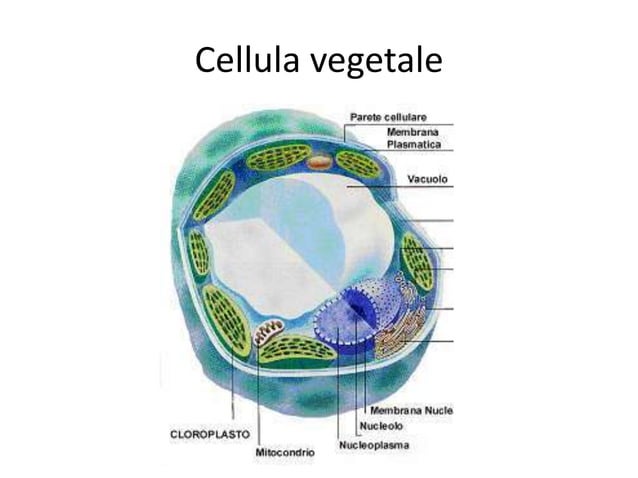 Cellula ripasso | PPT