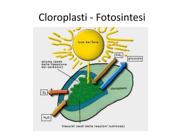 Cellula ripasso | PPT