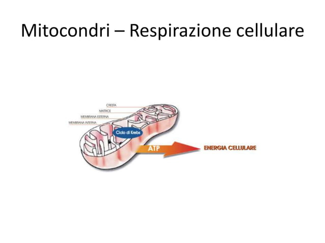 Cellula ripasso | PPT