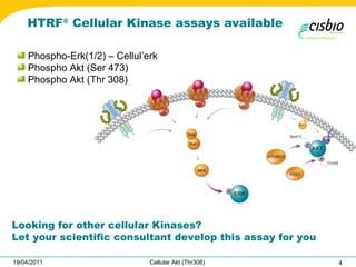 Cellular kinases akt(thr308) april2011 | PPT