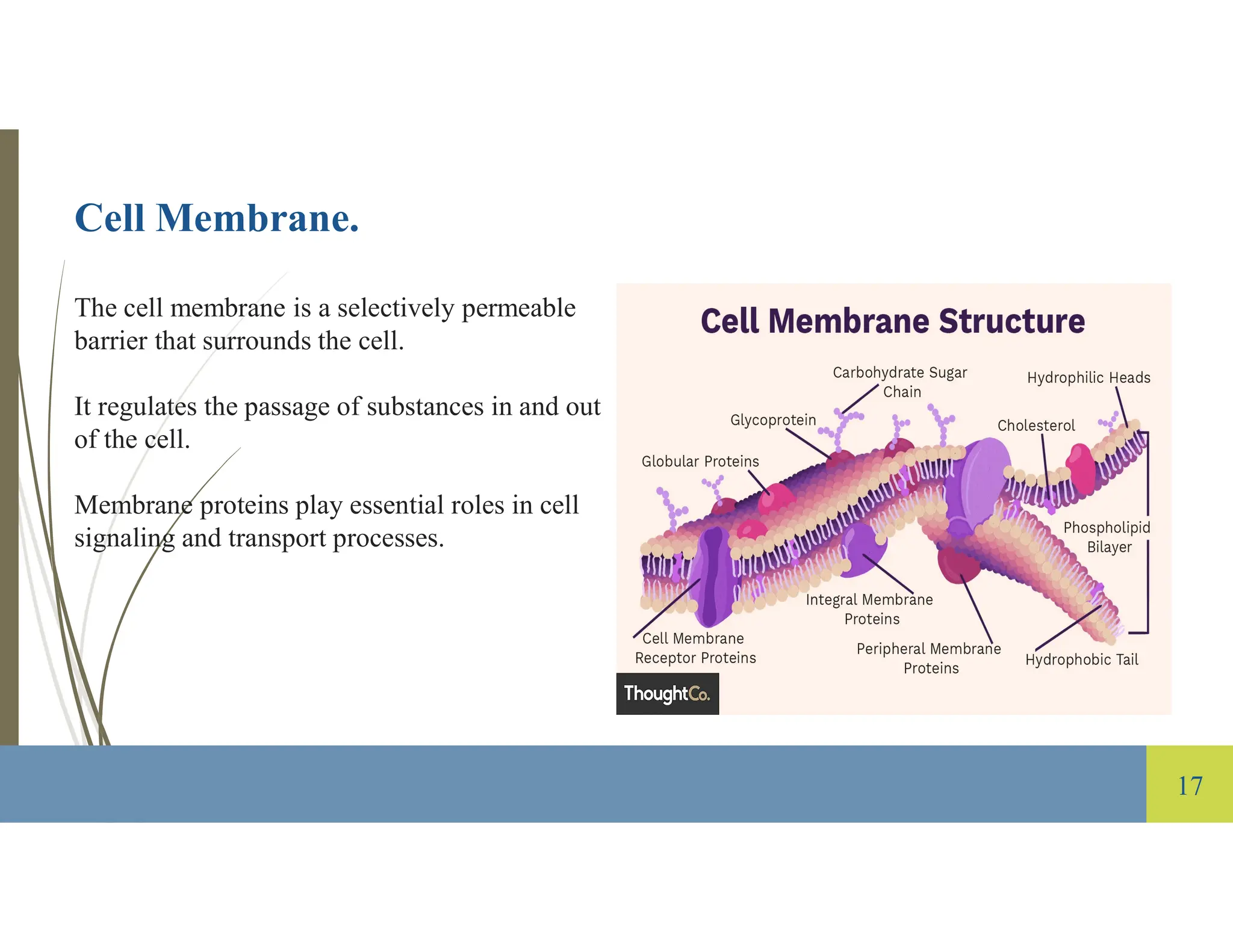 study of cellular level of organization. | PDF