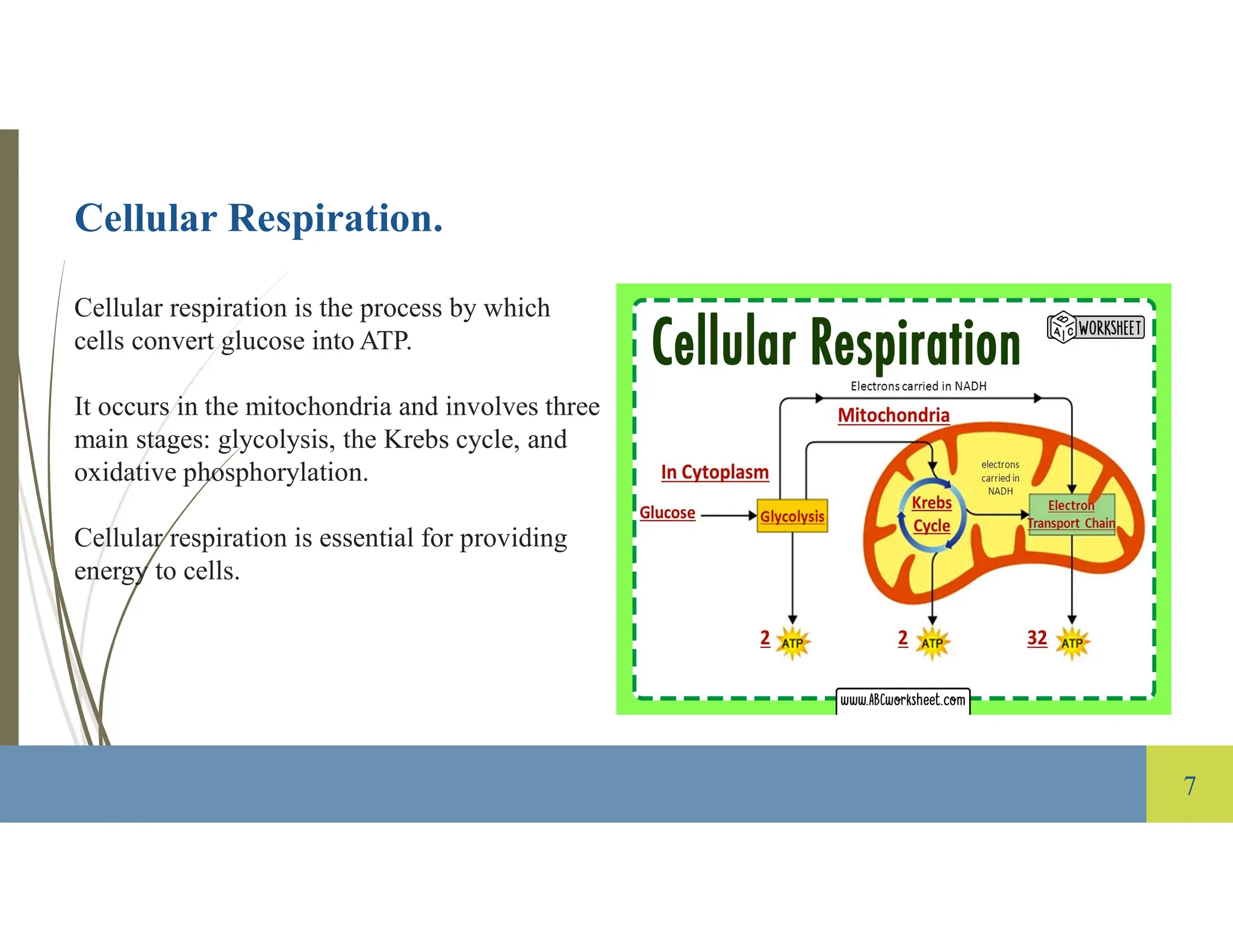 study of cellular level of organization. | PDF