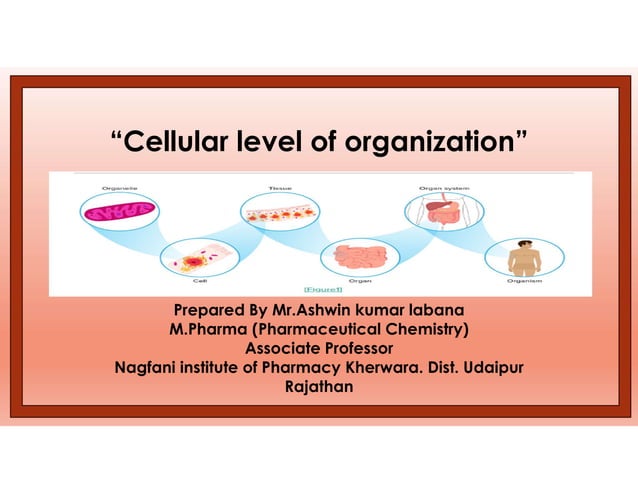 study of cellular level of organization. | PDF | Biological Sciences ...