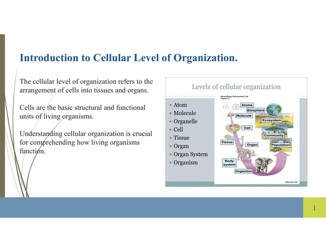 study of cellular level of organization. | PDF | Biological Sciences ...