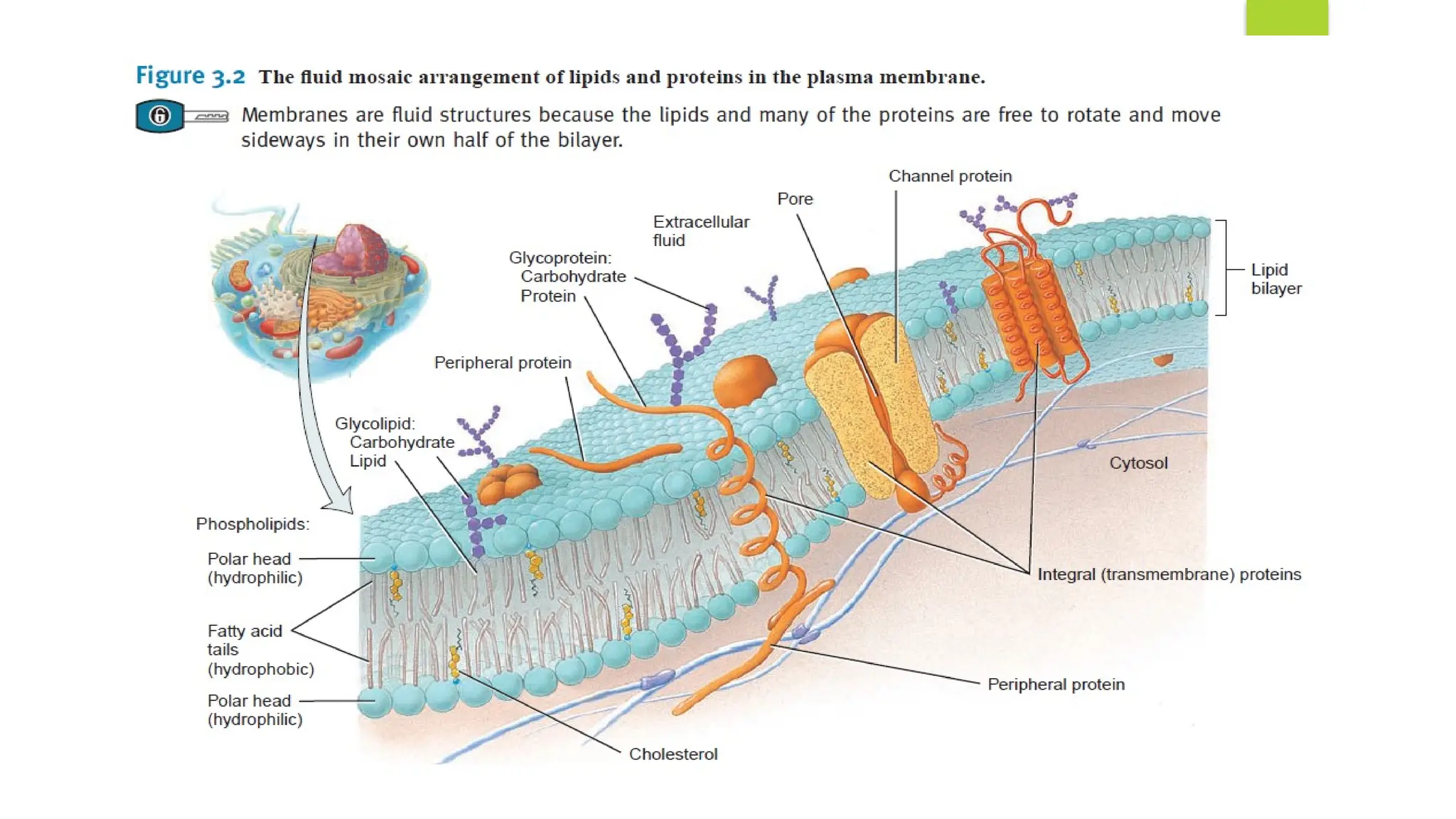 Cellular level of organization of human body.pptx