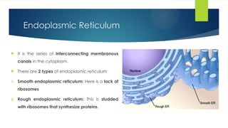 Cellular level of organization of human body.pptx