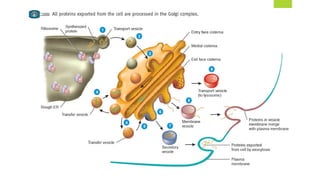 Cellular level of organization of human body.pptx