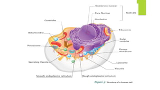 Cellular level of organization of human body.pptx