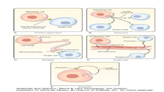 cellular level of organization 2 Anatomy physiology.pptx