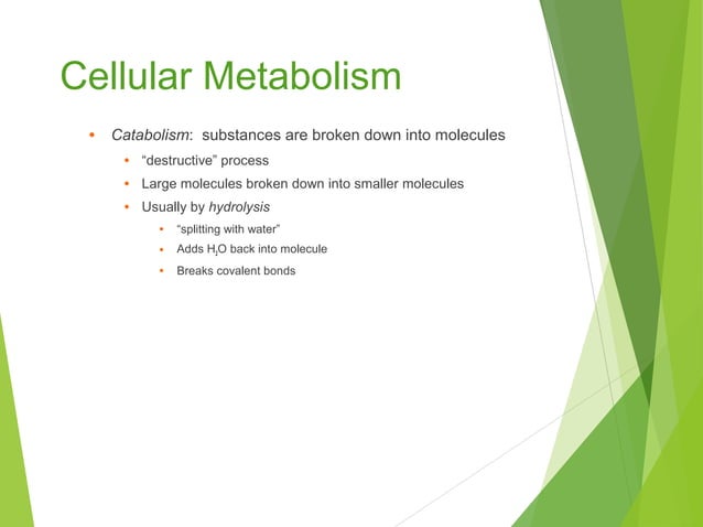 Cellular metabolism