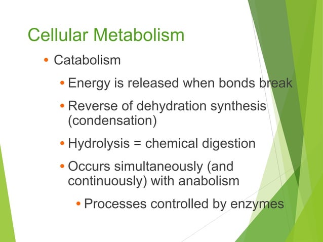 Cellular metabolism