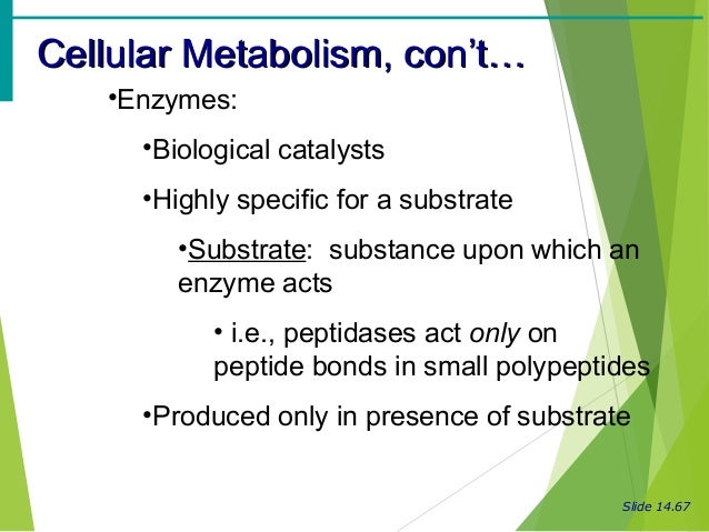 Cellular metabolism