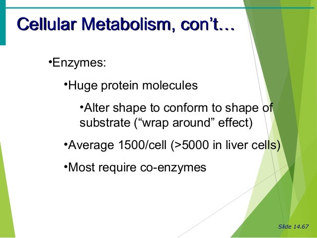 Cellular metabolism