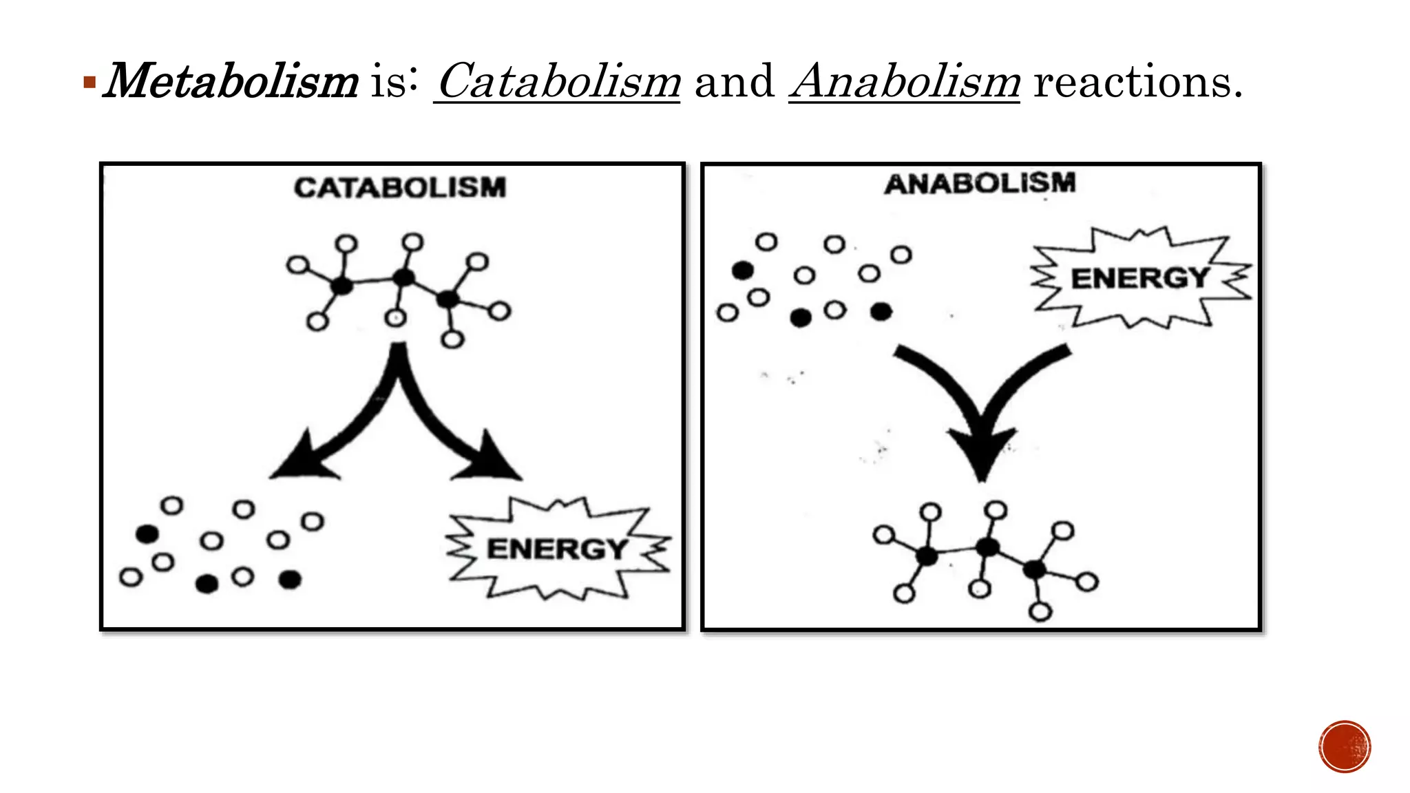 cellular metabolism.pptx