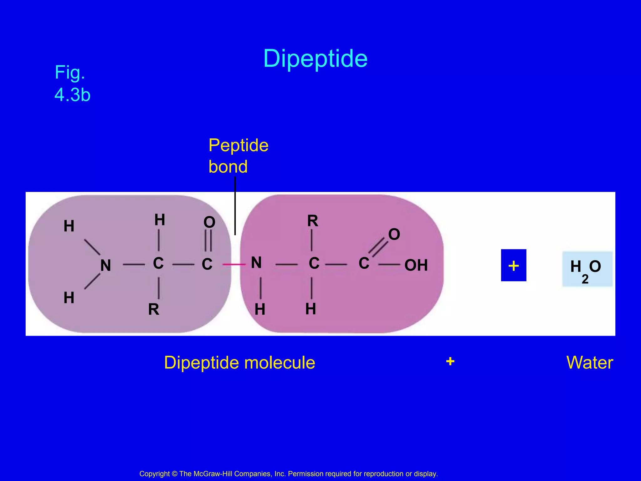 Cellular Metabolism.ppt