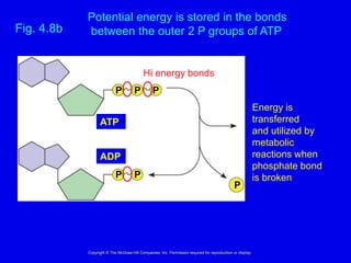 Cellular Metabolism.ppt