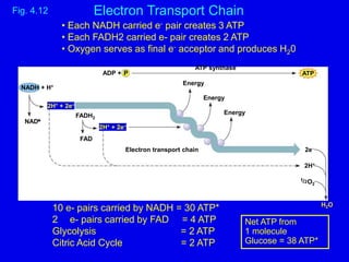 Cellular Metabolism.ppt | Endocrine and Metabolic Diseases | Diseases ...