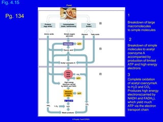 Cellular Metabolism.ppt