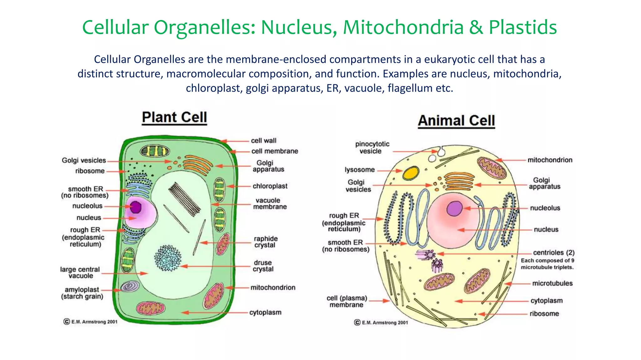 Cellular organelles nucleus, mitochondria & plastids | PPTX