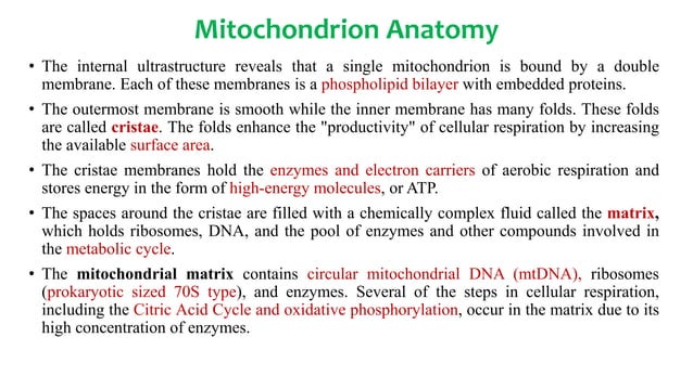Cellular organelles nucleus, mitochondria & plastids | PPTX