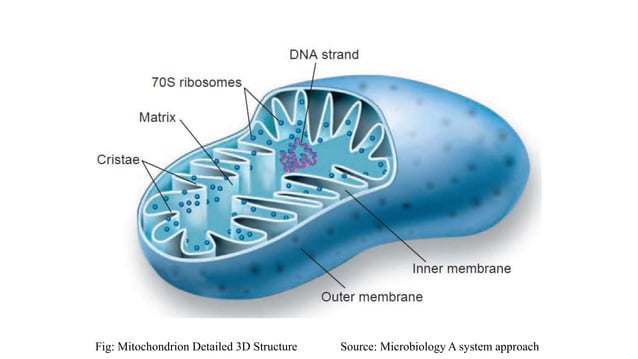 Cellular organelles nucleus, mitochondria & plastids | PPTX