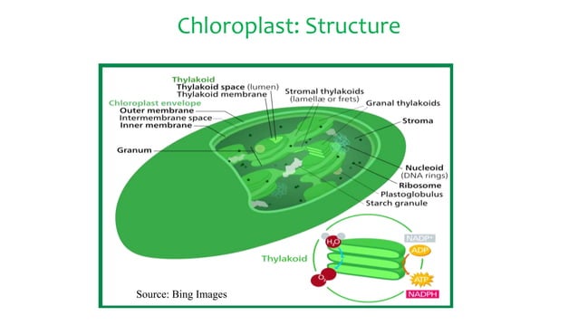 Cellular organelles nucleus, mitochondria & plastids | PPTX