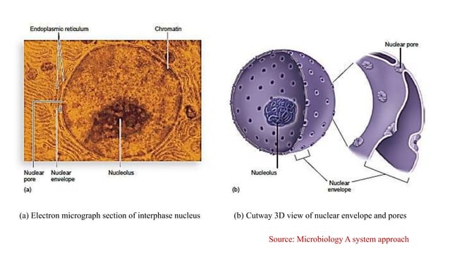 Cellular organelles nucleus, mitochondria & plastids | PPTX