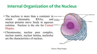 Cellular organelles nucleus, mitochondria & plastids | PPTX
