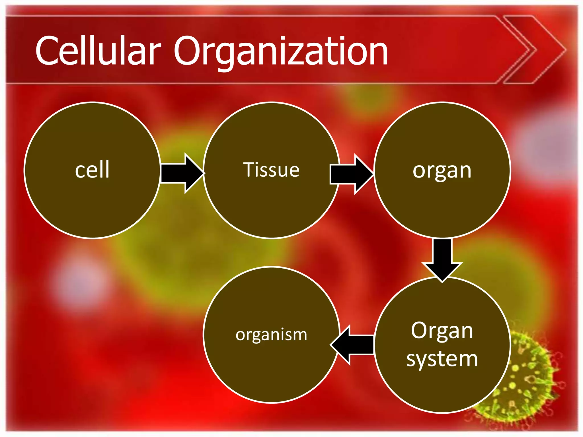 Cellular organisation 6 class | PPTX
