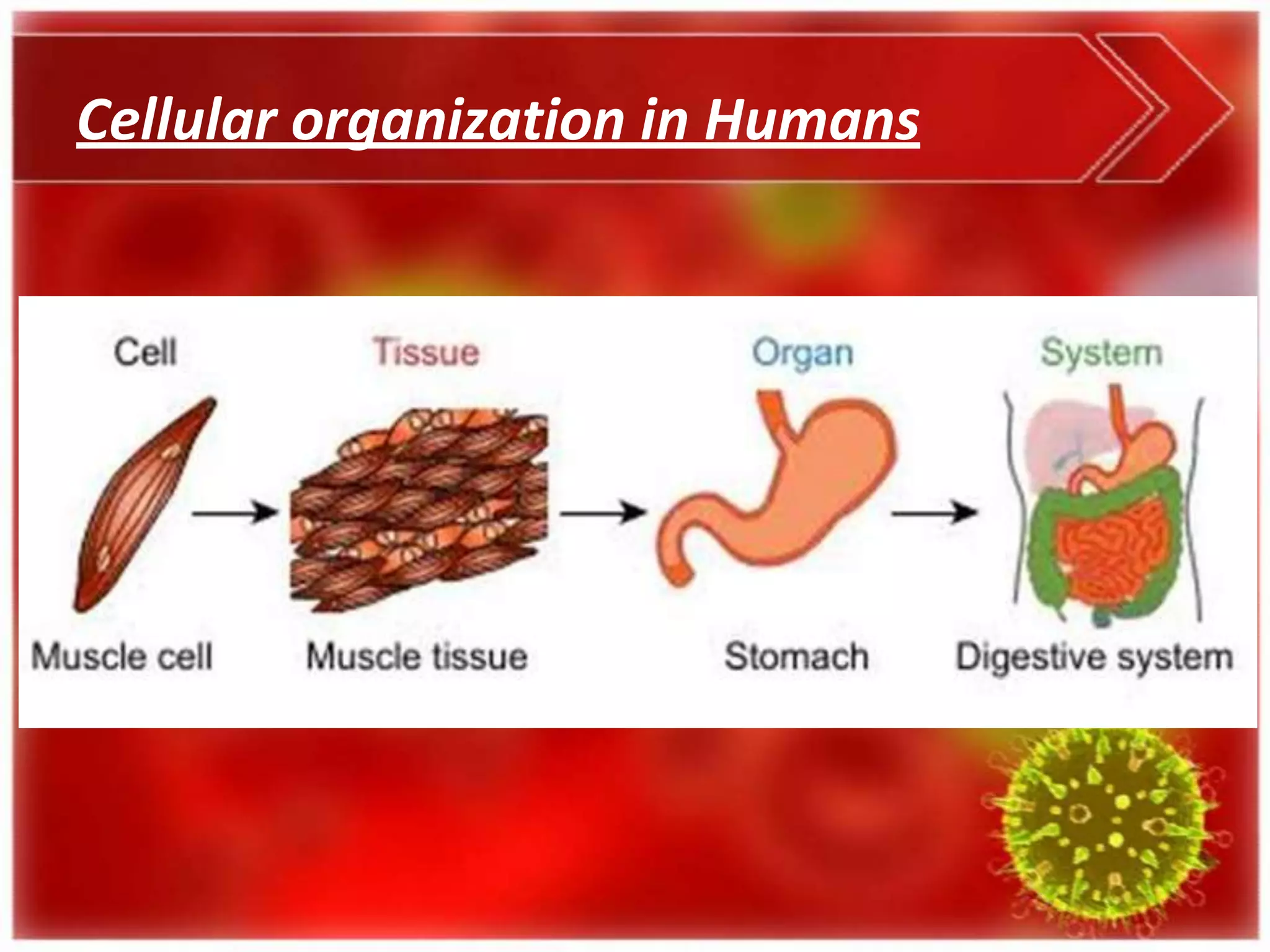 Cellular organisation 6 class | PPTX