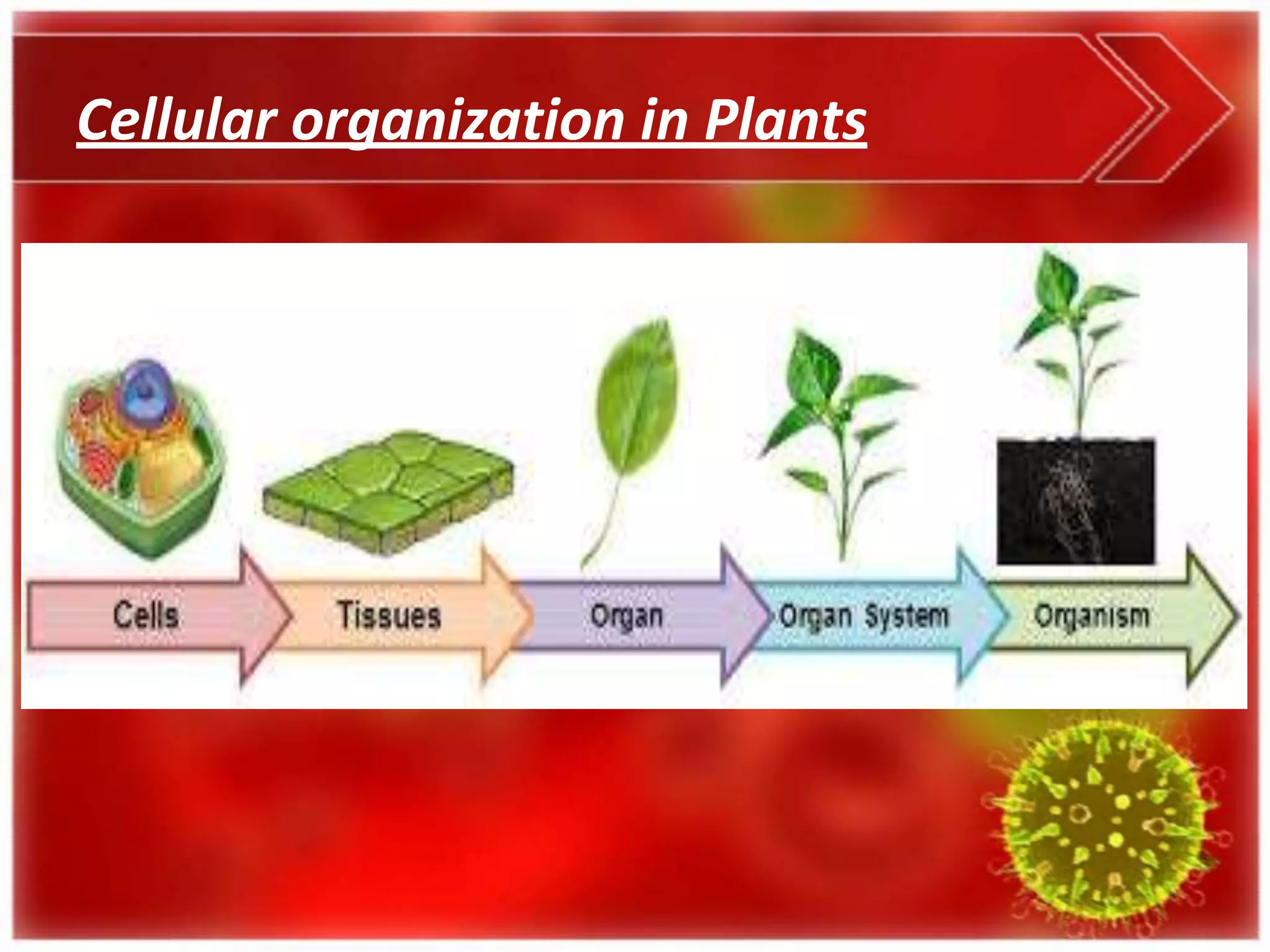 Cellular organisation 6 class | PPTX