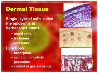 Cellular organisation 6 class | PPTX