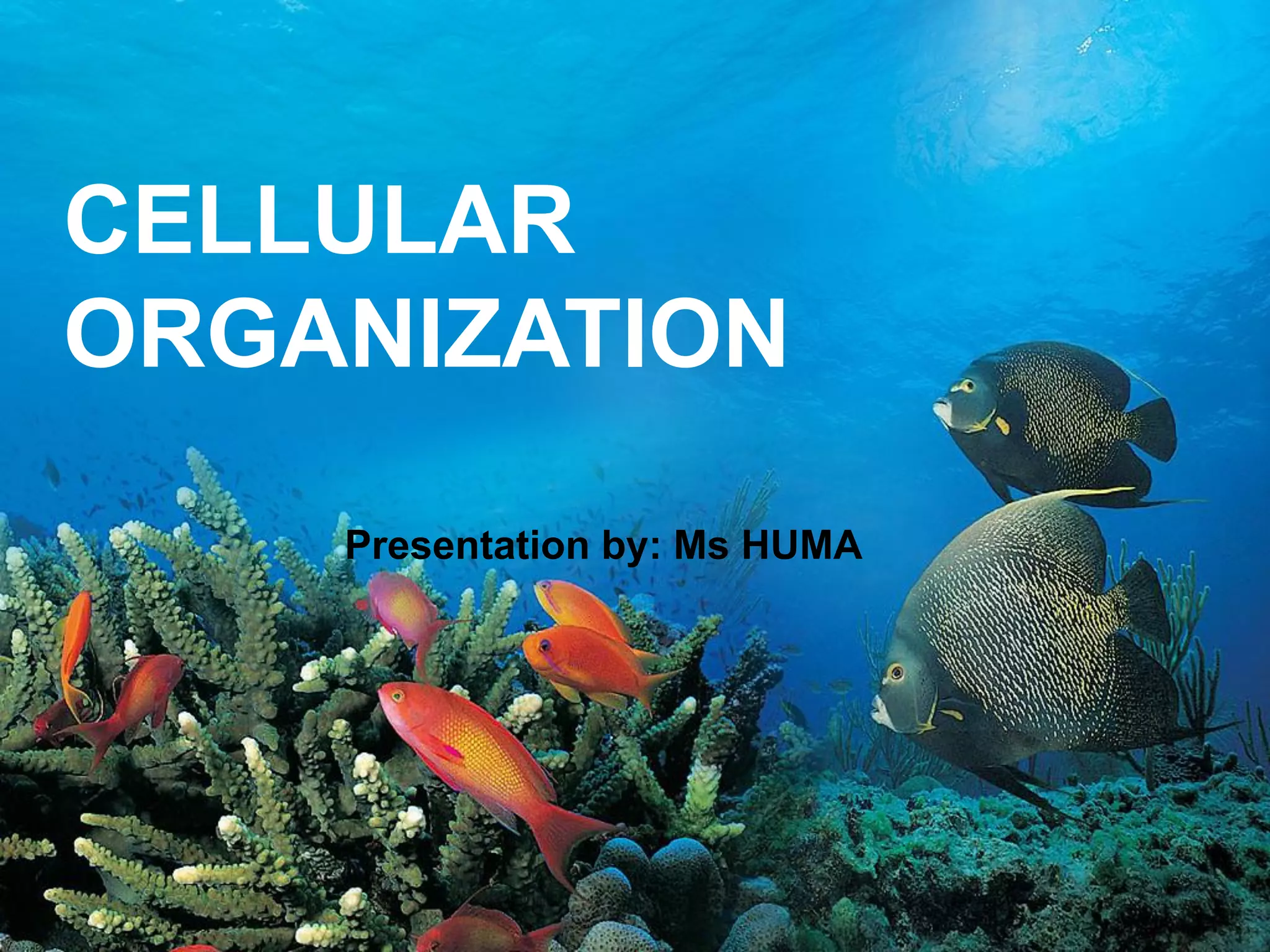 Cellular organization | PDF