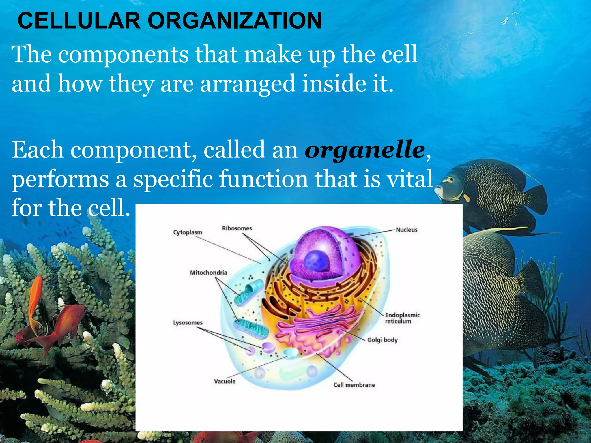 Cellular organization | PDF