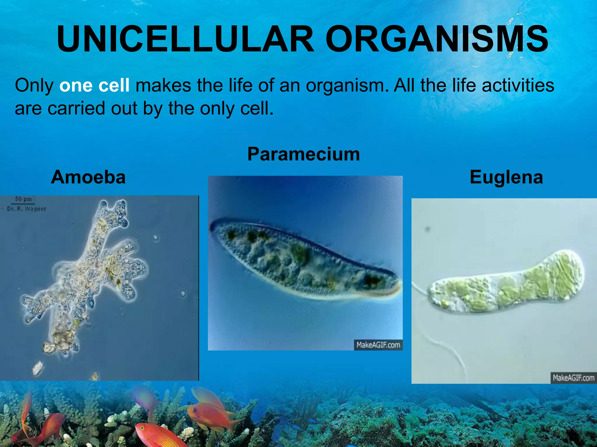 Cellular organization | PDF