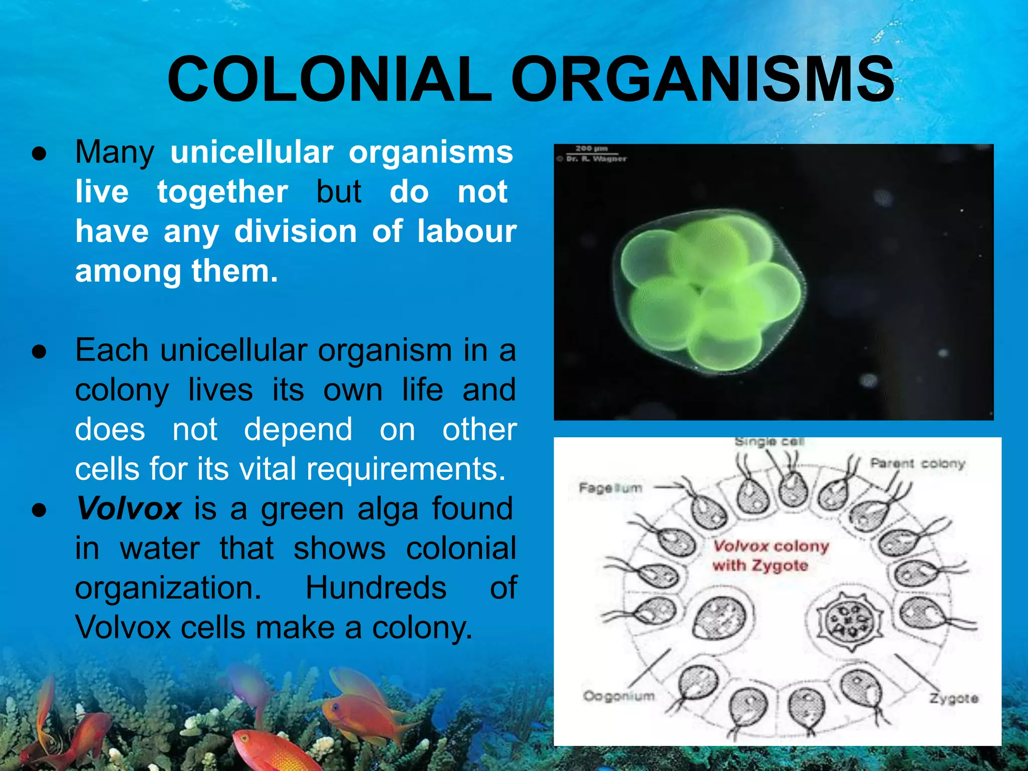 Cellular organization | PDF