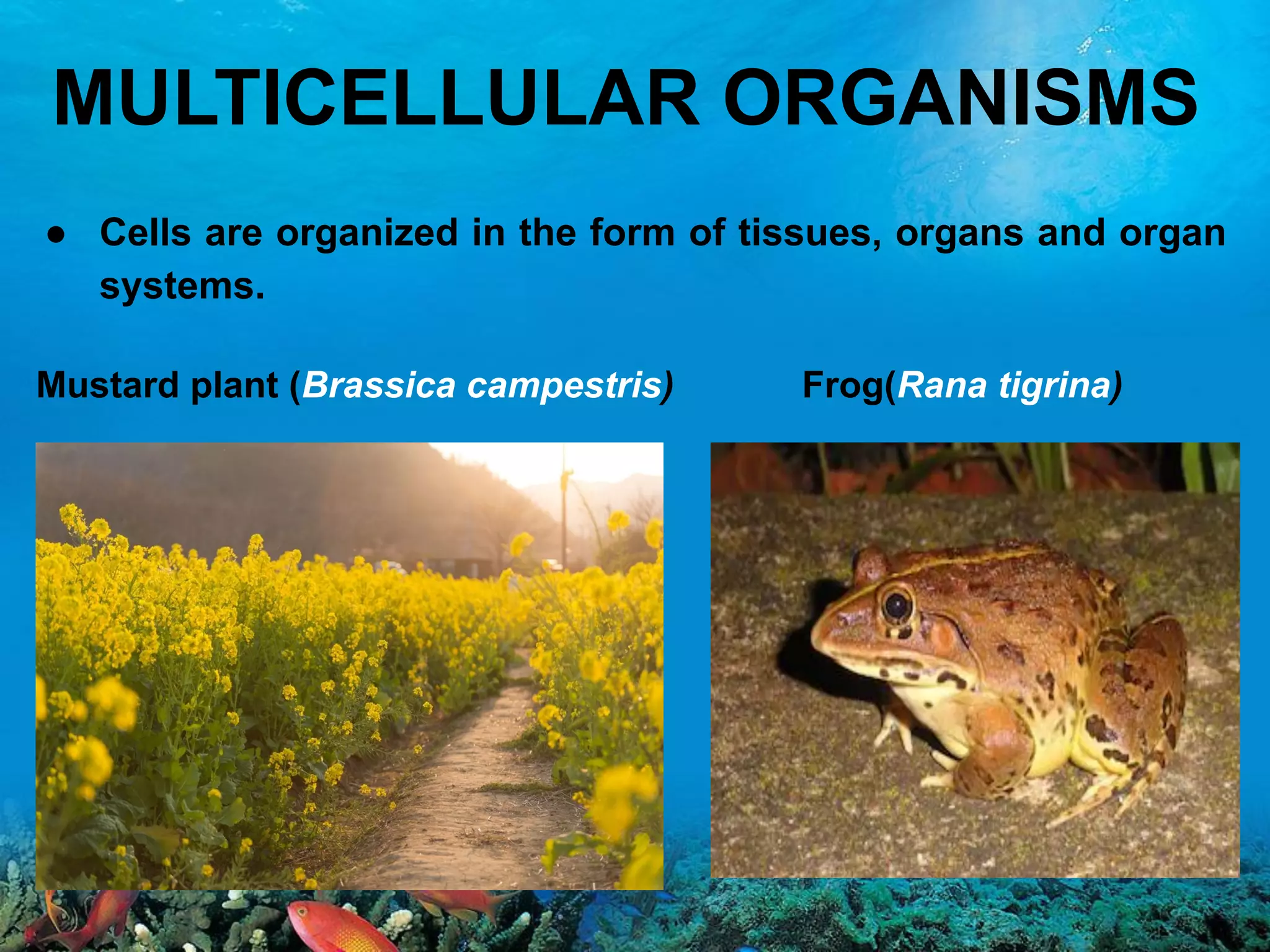 Cellular organization | PDF