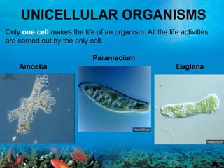 Cellular organization | PDF