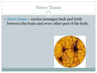 Cellular_Organization.ppt