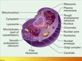 CELLULAR ORGANIZATION.pptx