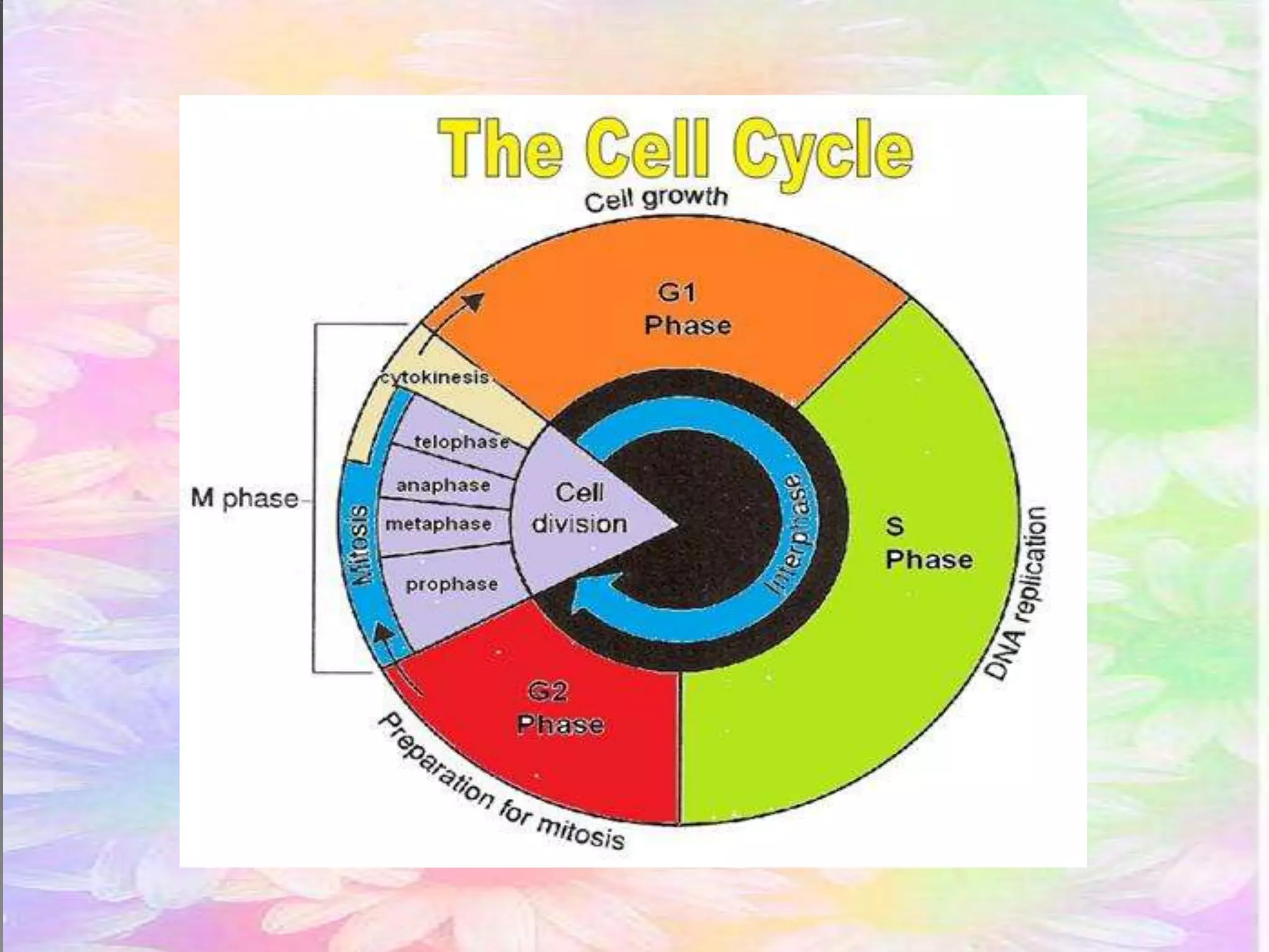 Cellular organization and cell reproduction | PPTX
