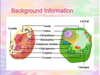 Cellular organization and cell reproduction | PPTX