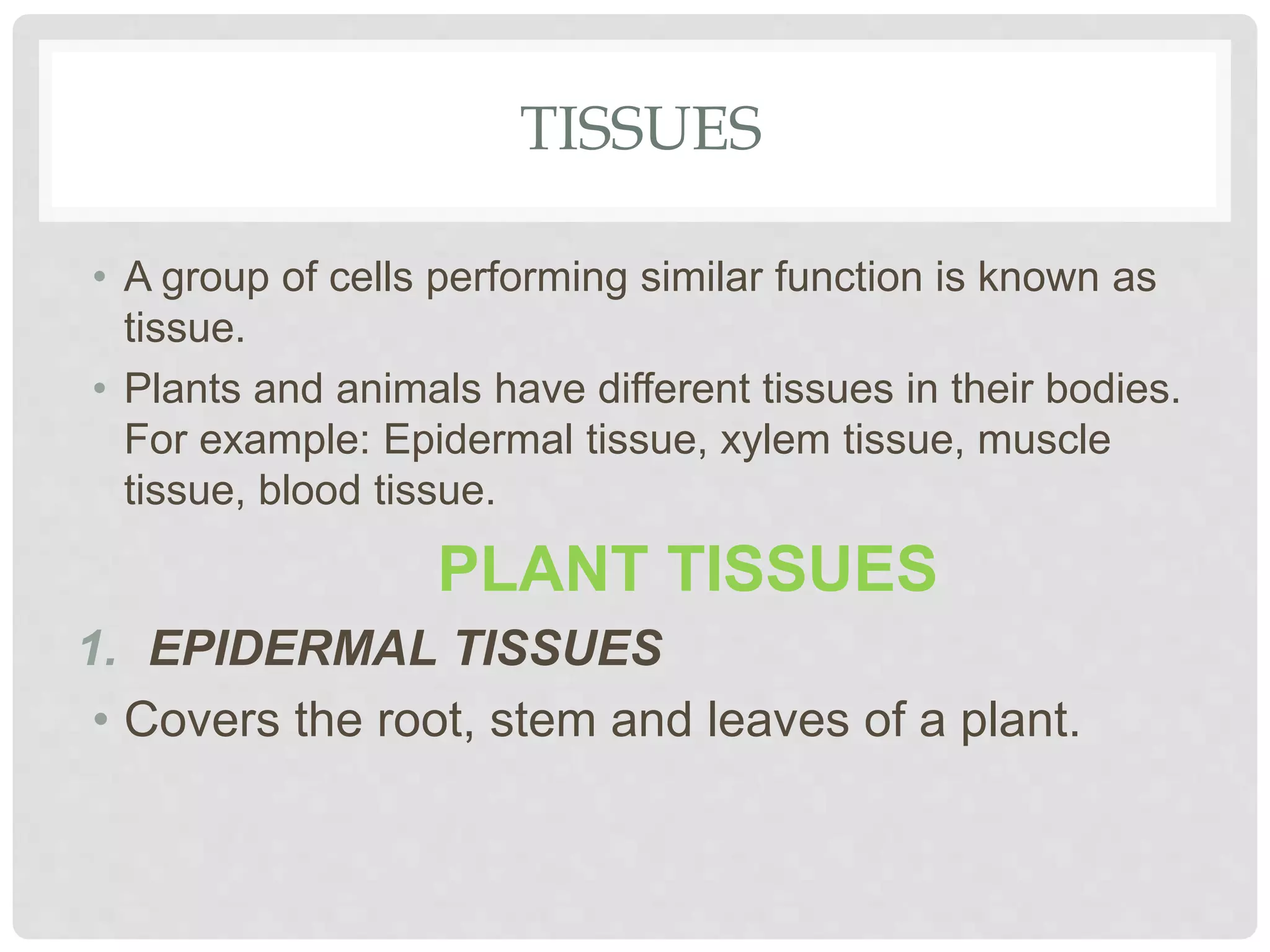 Cellular organization of plants and animals | PPTX