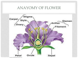 Cellular organization of plants and animals | PPTX