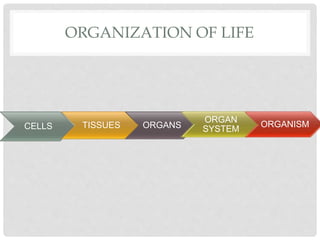 Cellular organization of plants and animals | PPTX