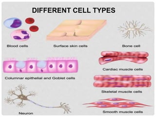 Cellular organization of plants and animals | PPTX