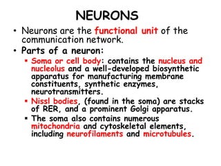 Cellular organization of the nervous system | PPTX