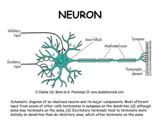 Cellular organization of the nervous system | PPTX